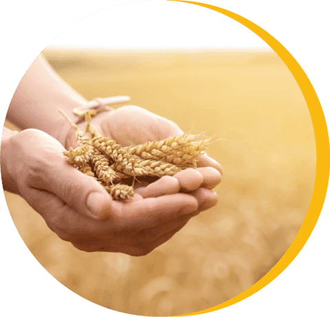 Triticale : A Wheat-Rye Hybrid | Triticale Seed Alberta